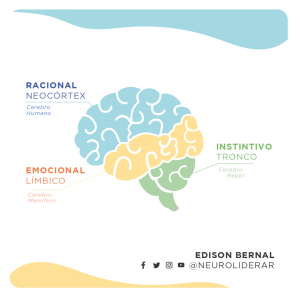 Teoría del cerebro triuno – Neuroliderar – Edison Gaitán